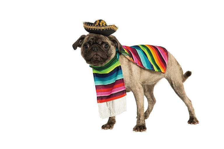 Dog In Mexican Dc Parade dog-in-mexican-dc-parade
